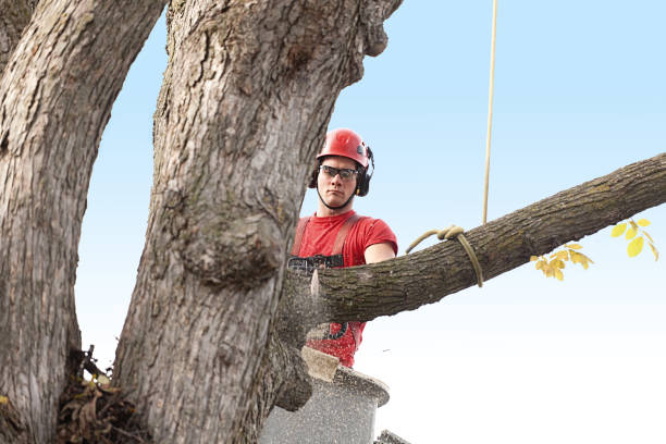 #1 Tree Service South San Francisco | 650-360-9675